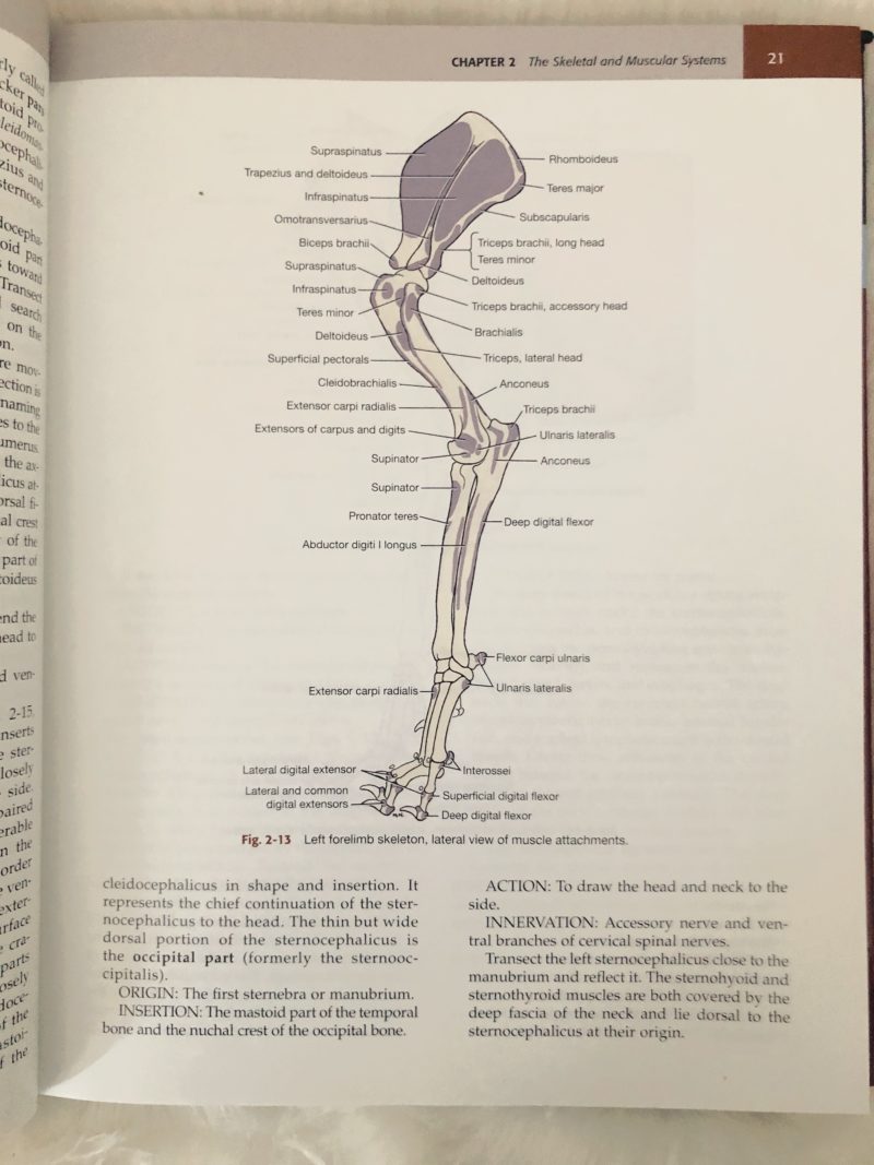 Recommendations: Anatomy Books – Vitality Vet Physio